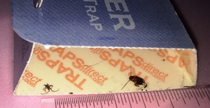 Brown Recluse Spider Trap Archives - Brown Recluse Spider Info