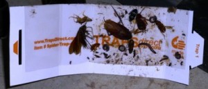 Traps Direct Spider Traps - Wrap Around - Brown Recluse Spider Info